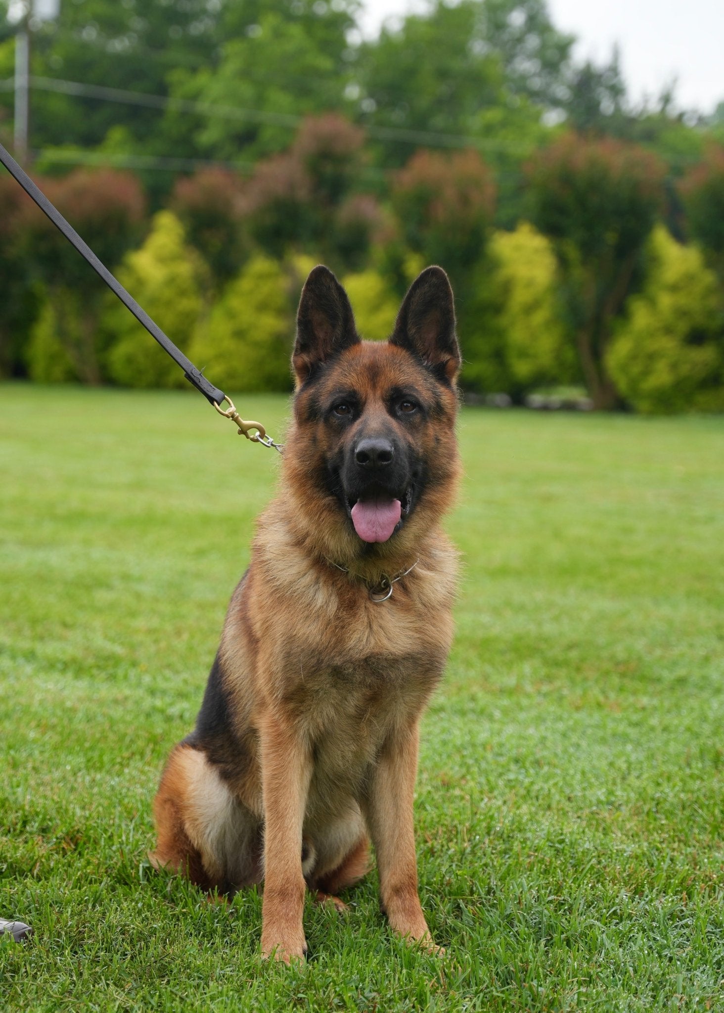 Hagard - Trained Adult Male - protectiondog.com